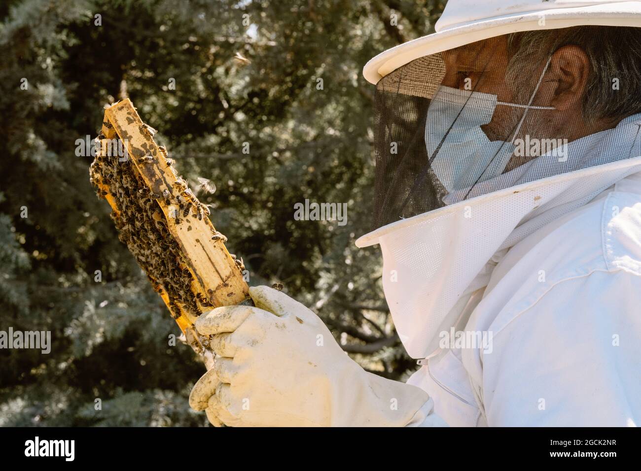 Male beekeeper in protective costume examining honeycomb with bees ...