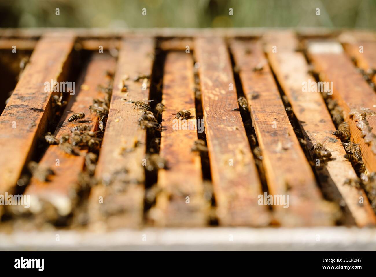 From above closeup of many bees gathering on wooden beehive on sunny ...