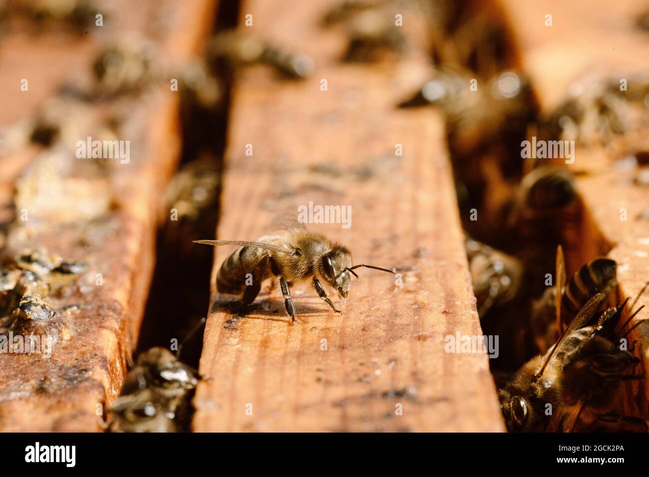 From above closeup of many bees gathering on wooden beehive on sunny ...