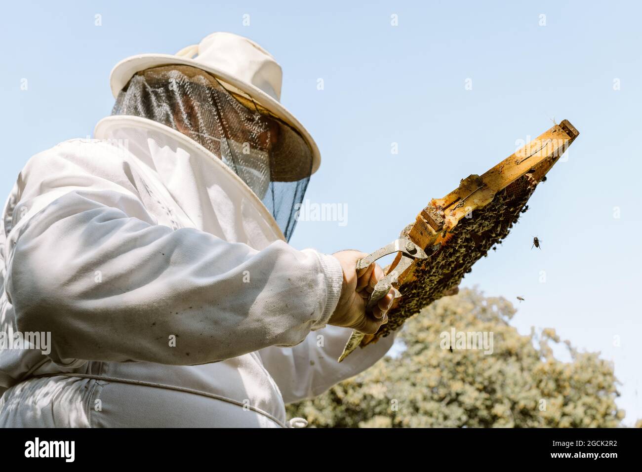 Low angle of unrecognizable beekeeper in protective costume examining ...