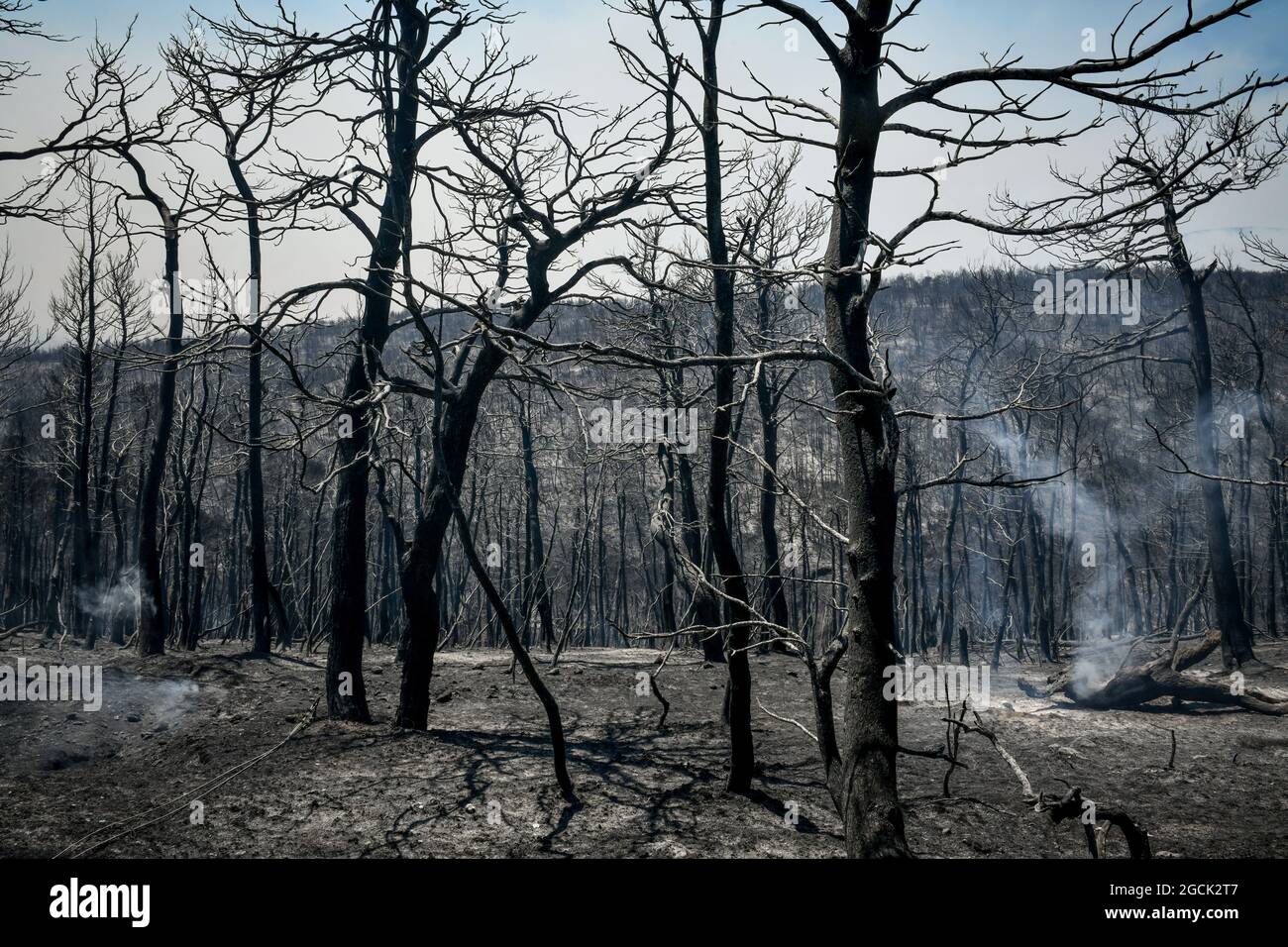 burnt trees after a fire in the coniferous forest Stock Photo - Alamy
