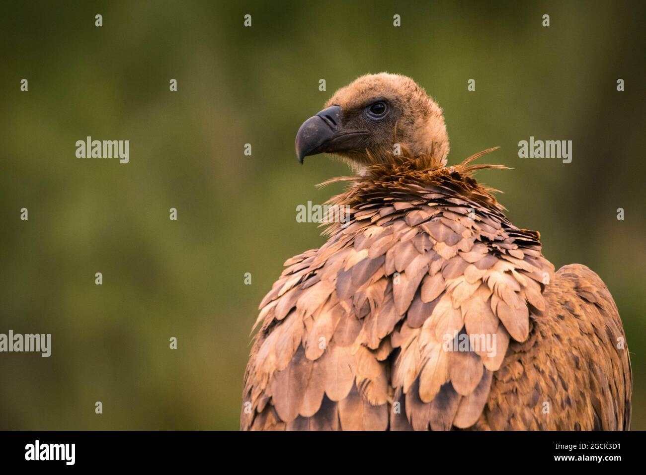 Portrait of a vulture posing at sunset while looking away in a blurred ...