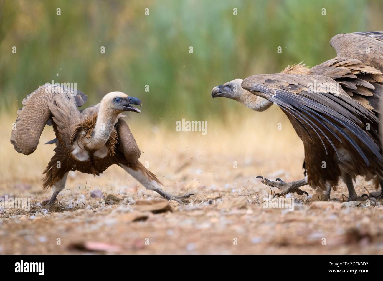 Side view of vultures fighting on the ground with a blurred background ...