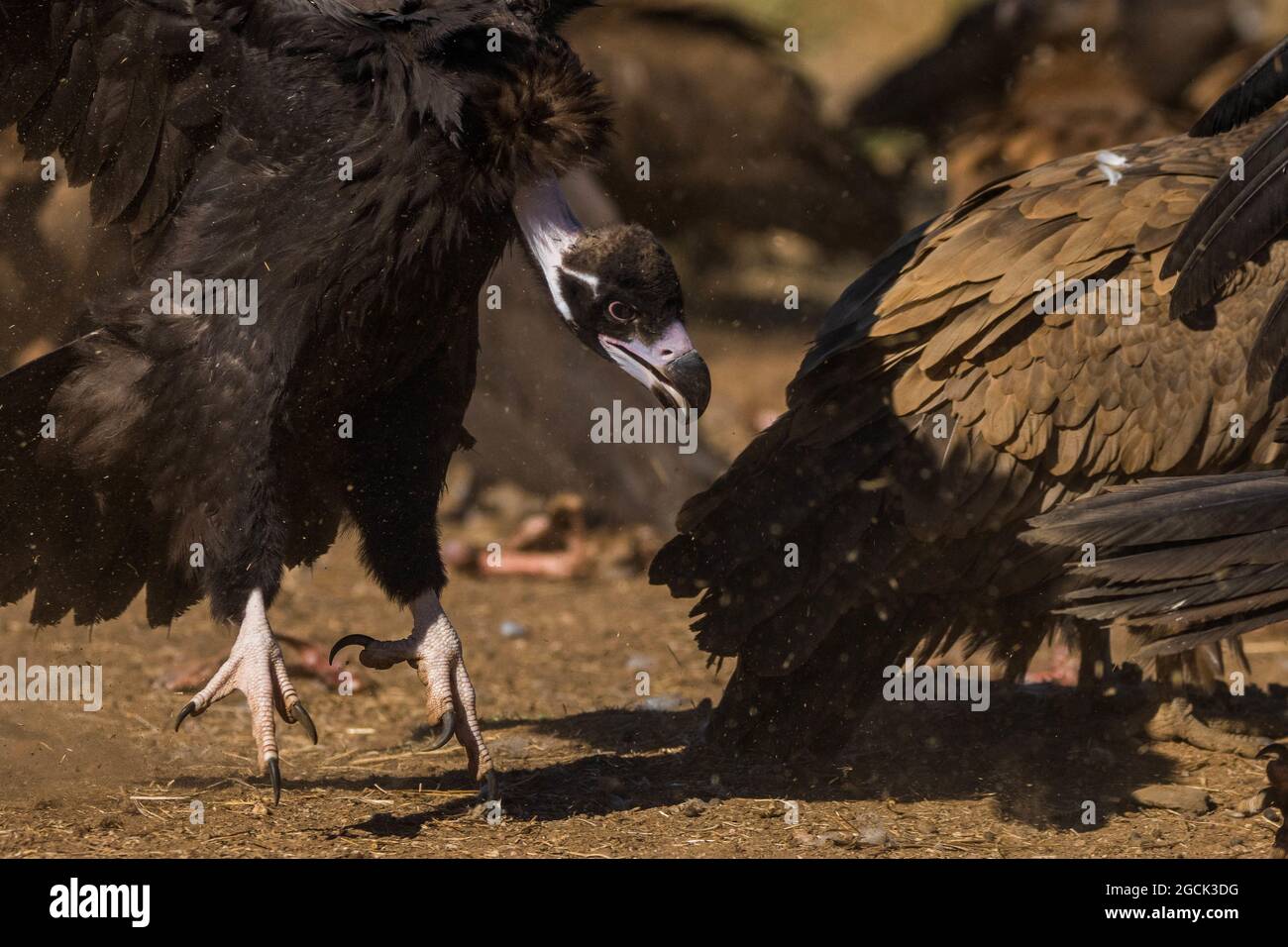 Side view of a vulture High Resolution Stock Photography and Images - Alamy