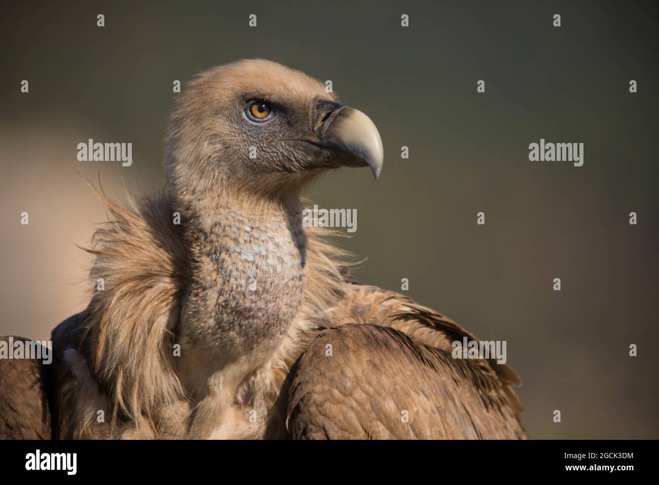 Portrait of a vulture posing at sunset while looking away in a blurred ...