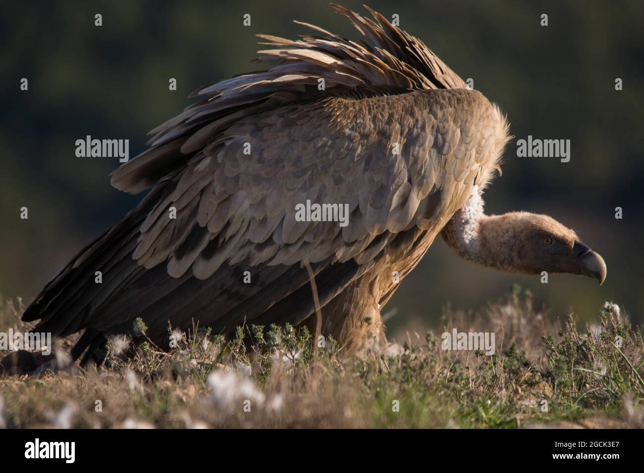 Portrait of a vulture posing at sunset while looking away in a blurred ...