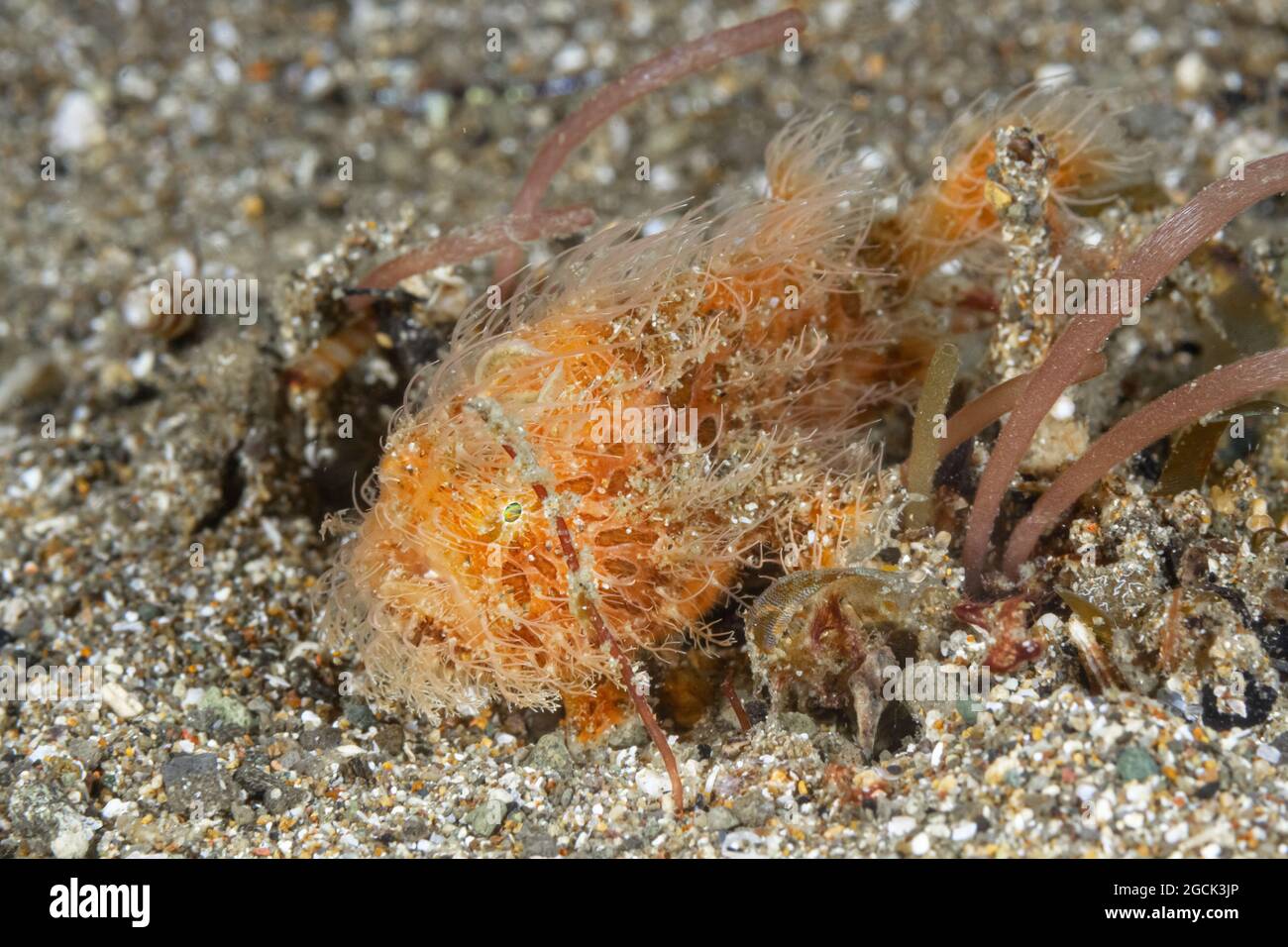 Closeup of marine subtropical striated frogfish or hairy frogfish ...