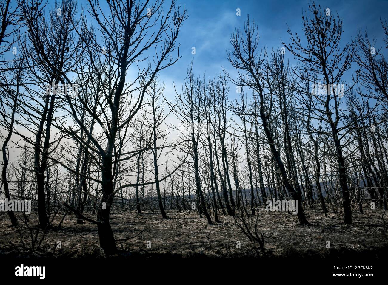 burnt trees after a fire in the coniferous forest Stock Photo - Alamy