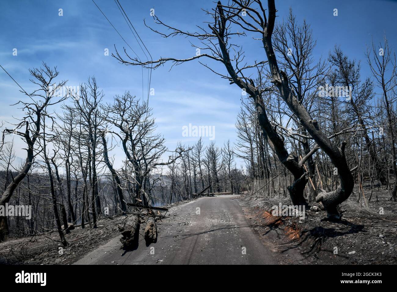 burnt trees after a fire in the coniferous forest Stock Photo - Alamy