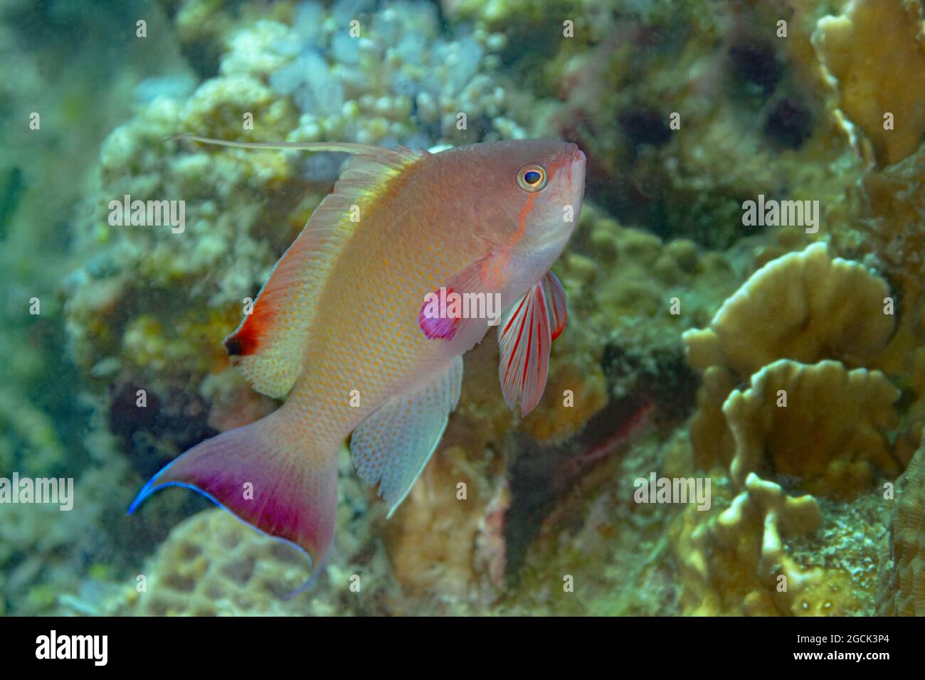 Goldie fish hi-res stock photography and images - Alamy