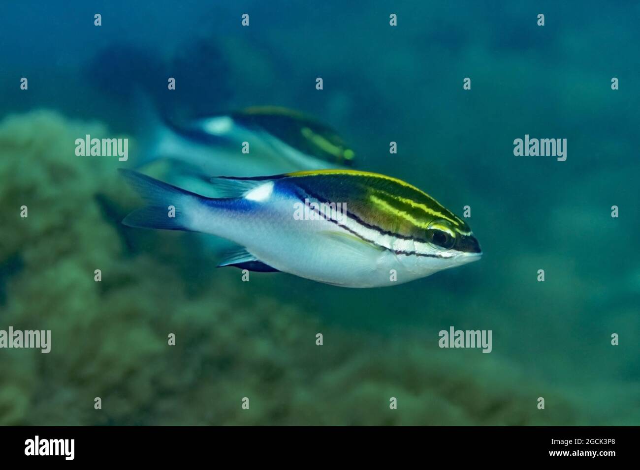 Closeup of exotic tropical Scolopsis bilineata or Two lined monocle ...