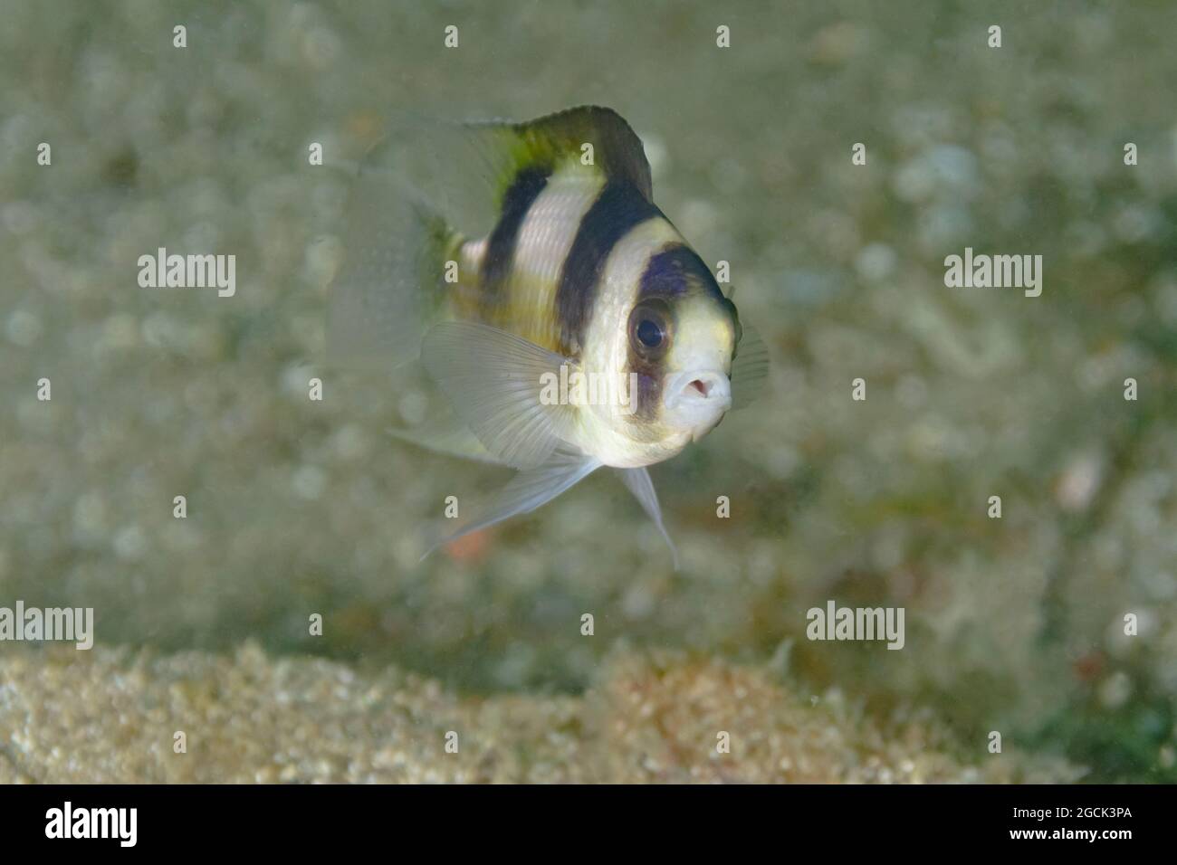 Closeup of striped Amblypomacentrus breviceps or Black banded ...