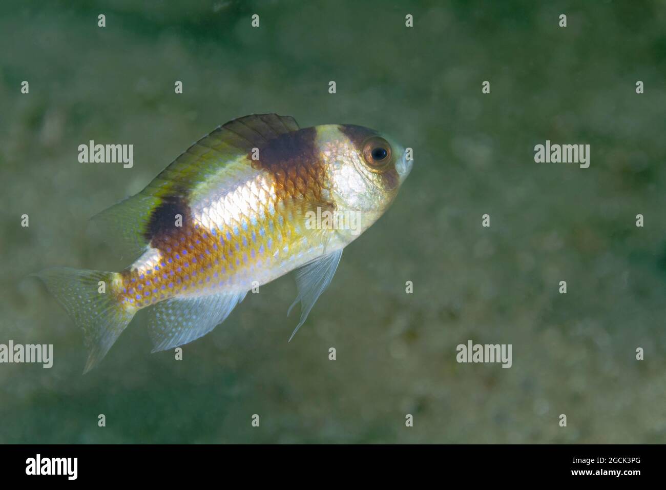 Closeup of striped Amblypomacentrus breviceps or Black banded ...