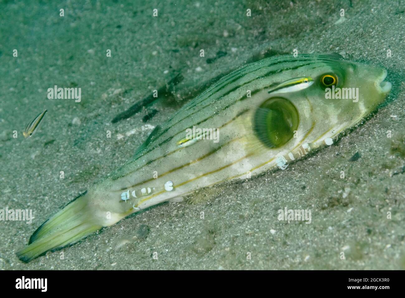 Closeup of tropical marine Arothron manilensis or Narrow lined puffer ...
