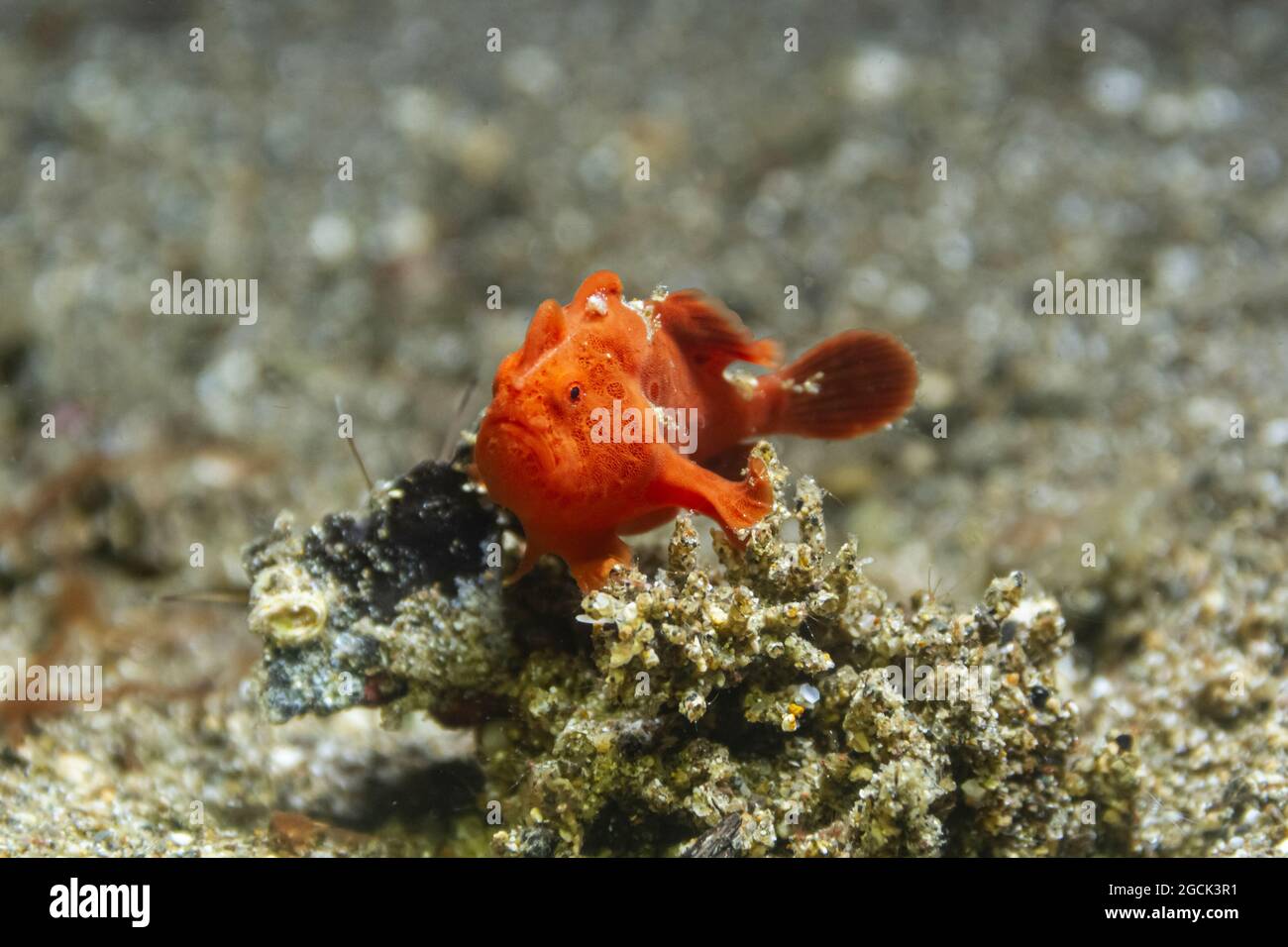 Closeup of small red Antennarius pictus or Painted frogfish fish ...