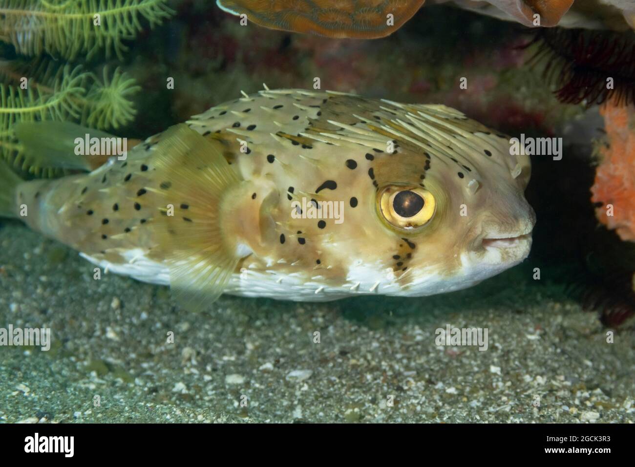Closeup of spotted Diodon holocanthus or Longspined porcupinefish ray ...