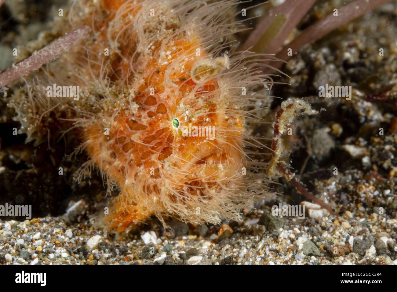 Striated Frogfish