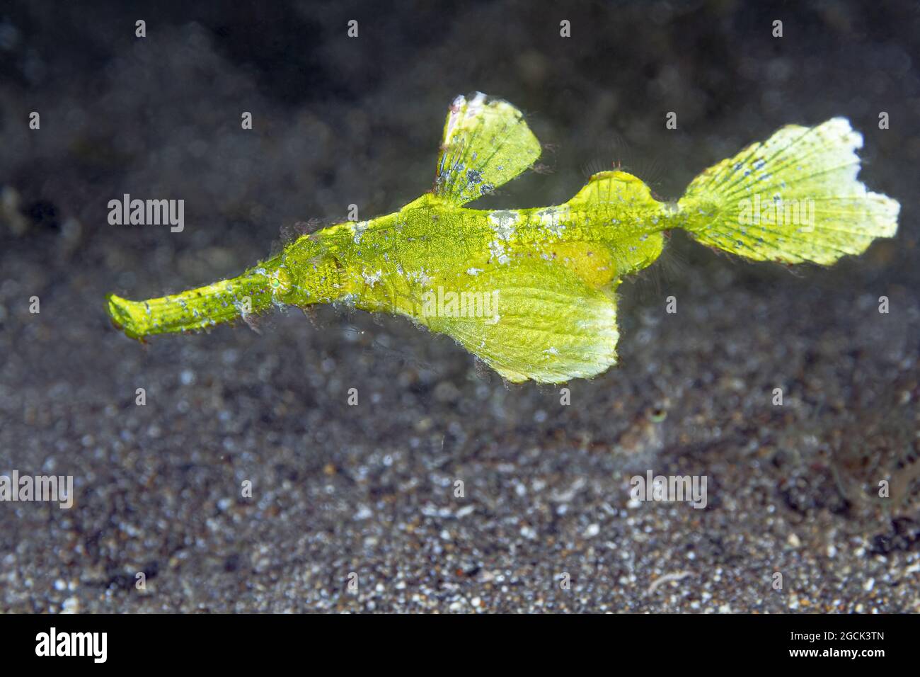 Closeup of tropical marine bright green Solenostomus halimeda or ...