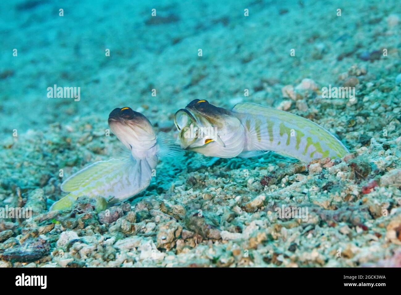 Closeup of pair of tropical marine Opistognathus randalli or Gold specs ...