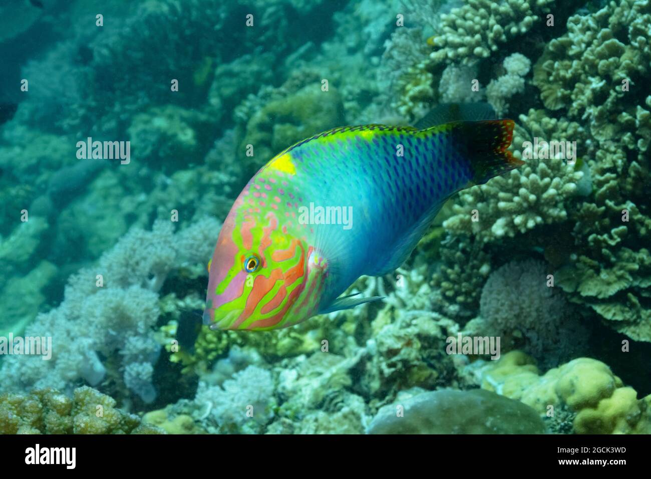 Checkerboard wrasse hi-res stock photography and images - Alamy