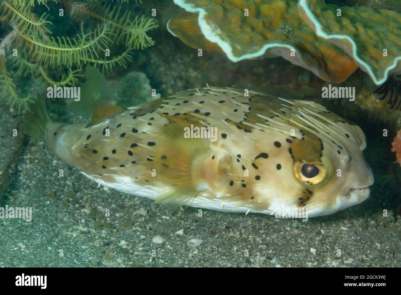 Diodon holocanthus hi-res stock photography and images - Alamy