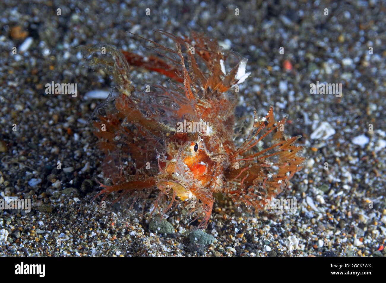 Closeup of tropical marine Pteroidichthys amboinensis or Ambon ...