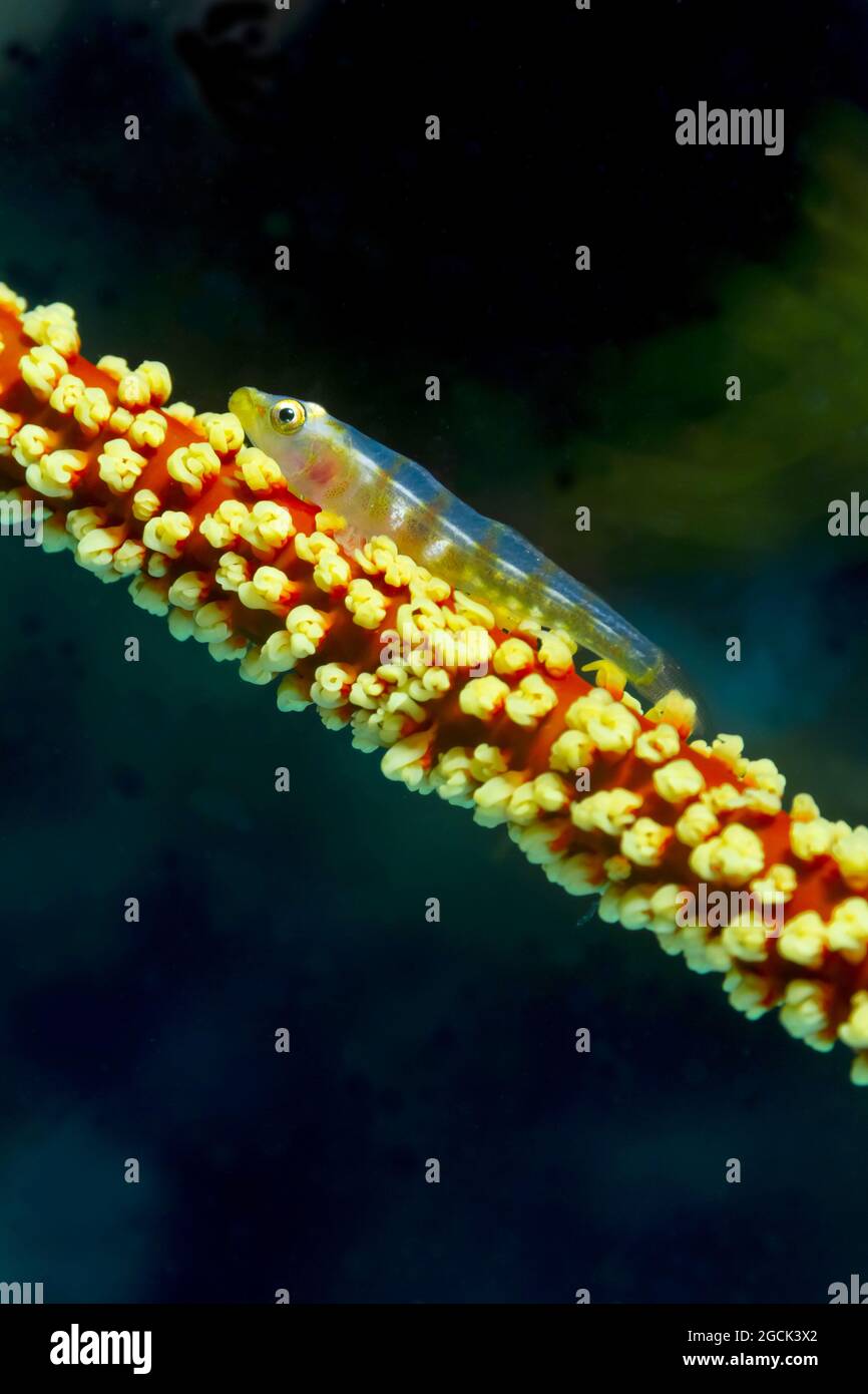 Closeup of tiny semi transparent Bryaninops yongei or Whip coral goby ...