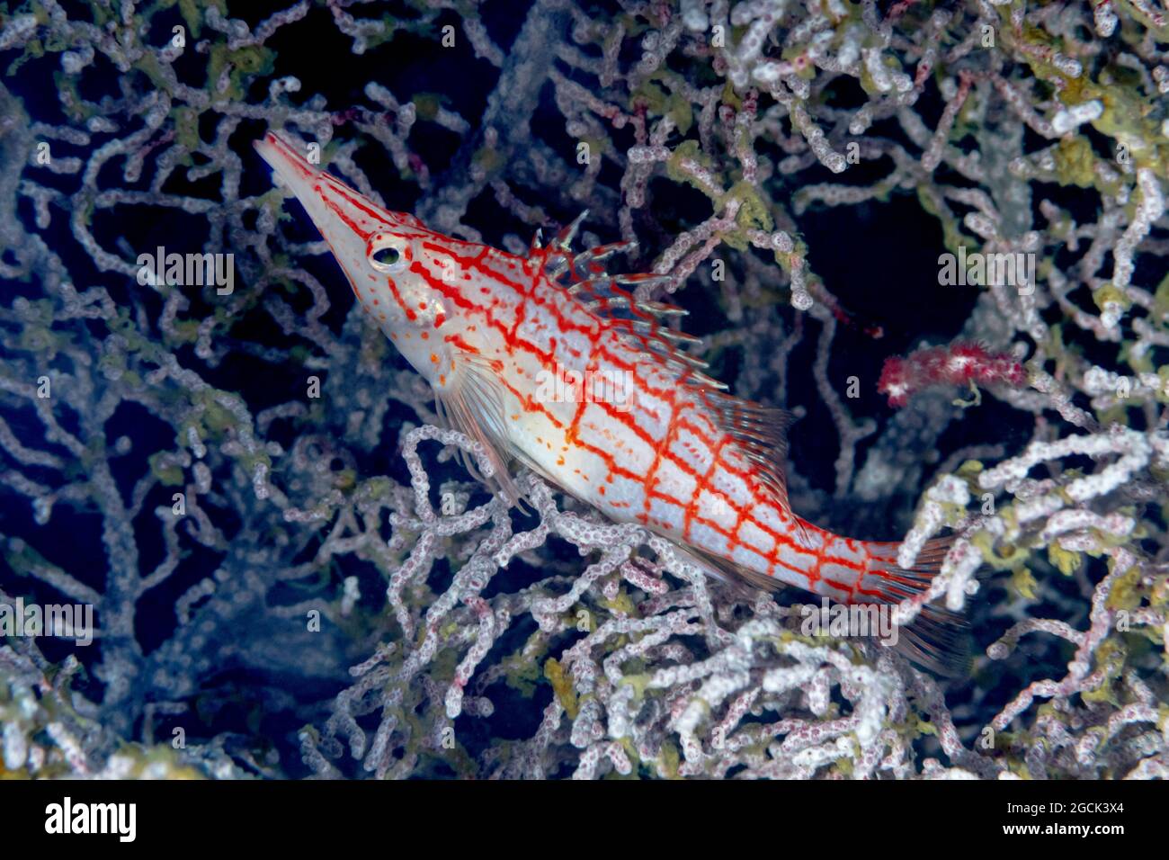 Closeup of Oxycirrhites typus or Longnose hawkfish tropical marine fish ...