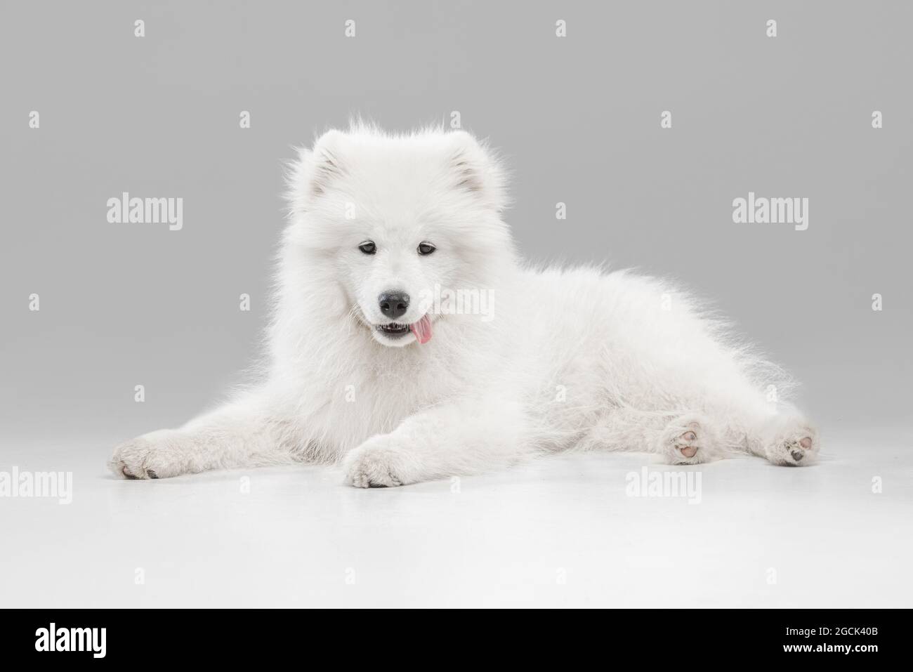 Is Samoyed Smart