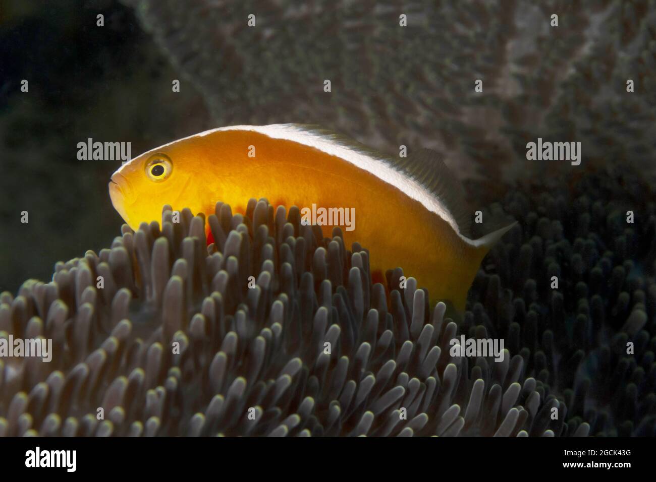 Nosestripe hi-res stock photography and images - Alamy