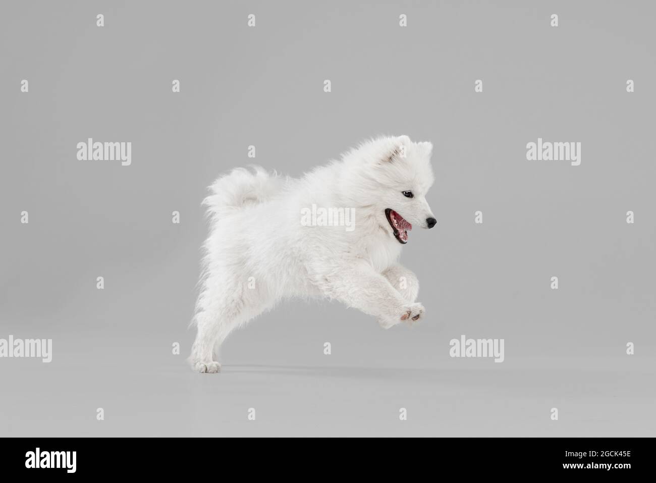 Portrait of smart beautiful Samoyed dog, puppy in motion isolated on ...