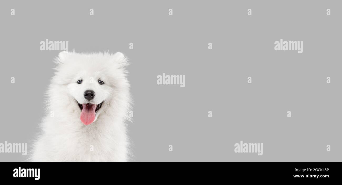Are Samoyeds Smart