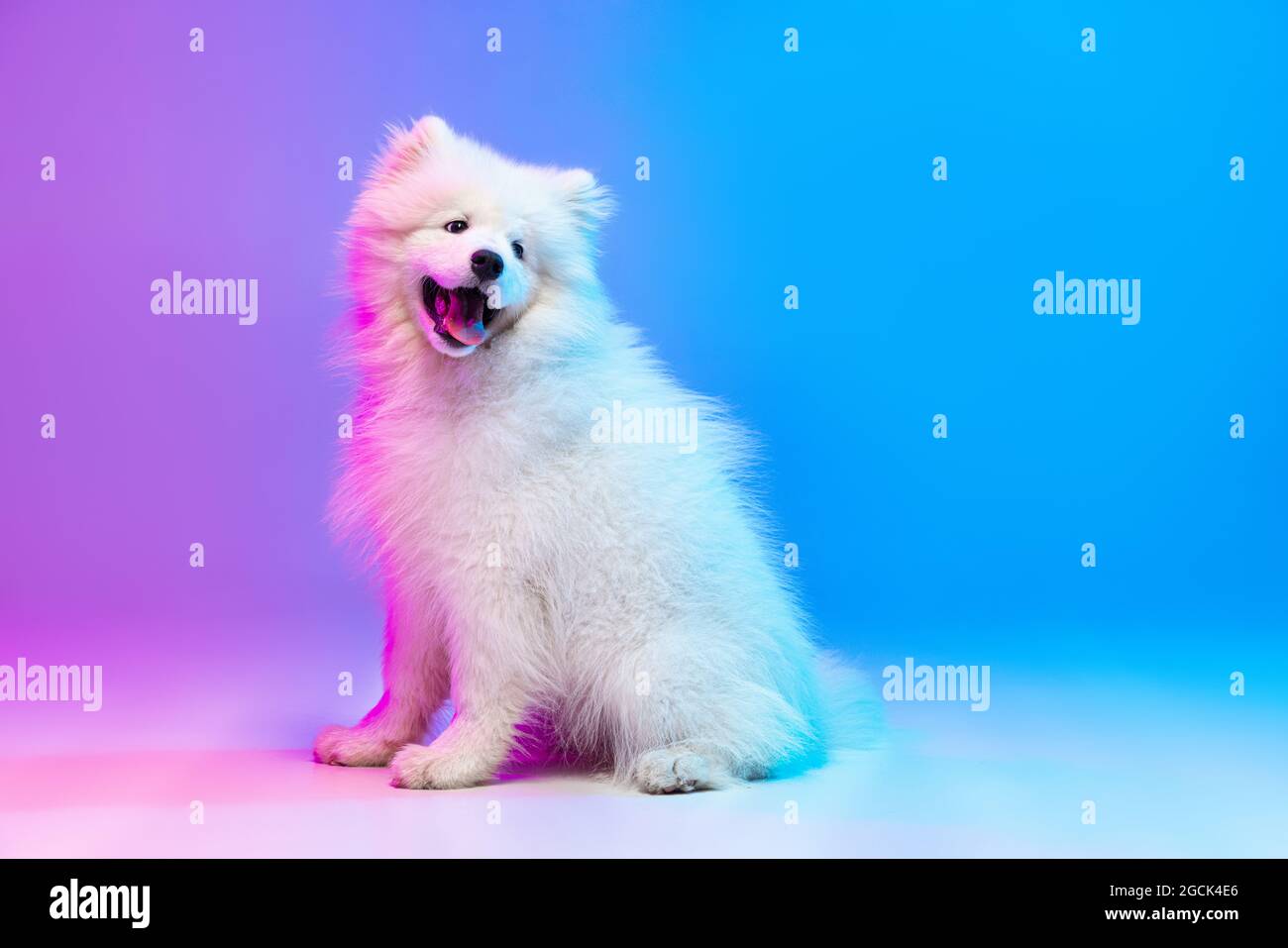 Biscuit Samoyed