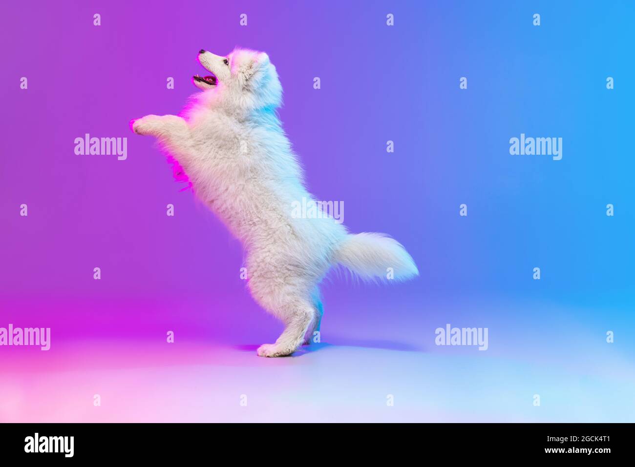Portrait of cute white beautiful Samoyed dog posing isolated on blue ...