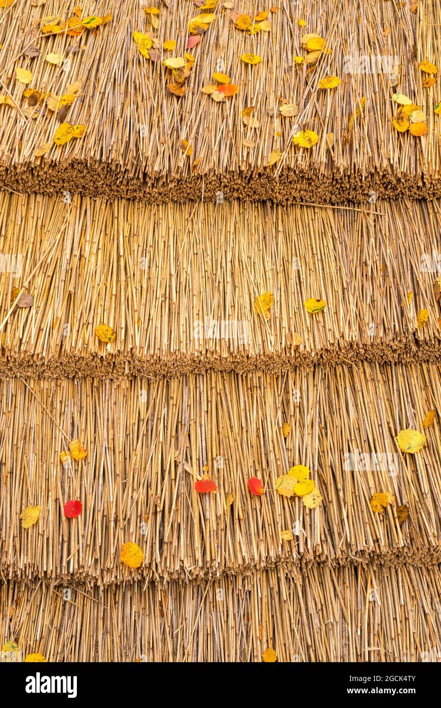 Thatched roof background close up hi-res stock photography and images ...