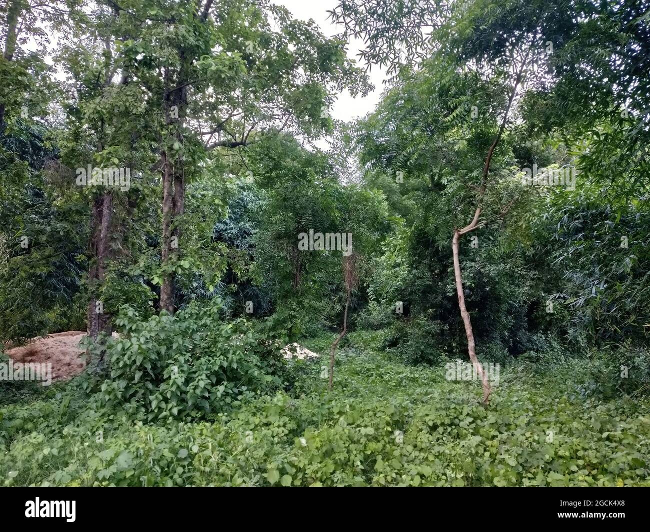 Shot of a beautiful landscape and a thick forest view during a daytime ...