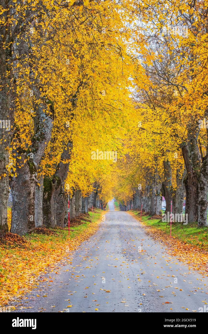Tree lined country road with autumn colours on the trees Stock Photo ...