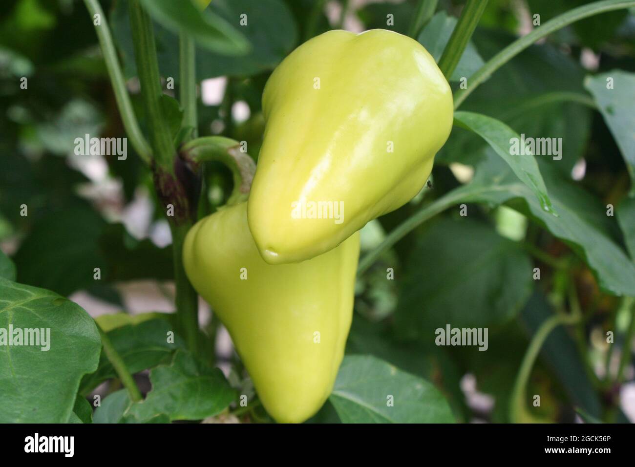 Papper garden hi-res stock photography and images - Alamy
