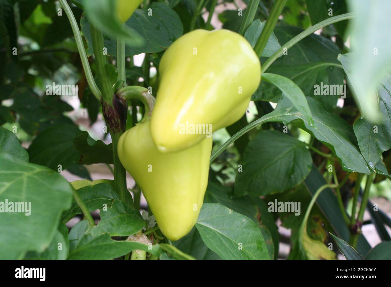 Papper garden hi-res stock photography and images - Alamy