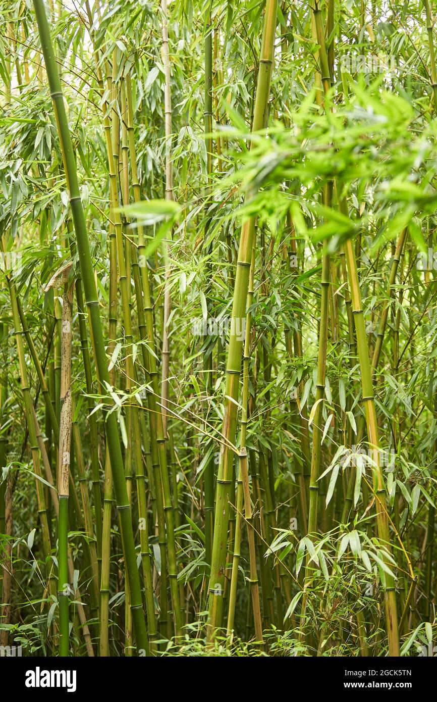 Young bamboo tree with pretty green color with soft blur for background ...