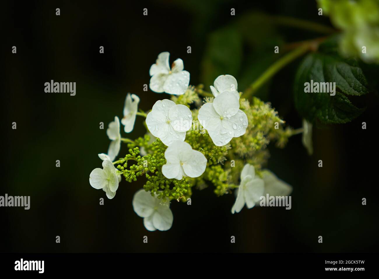 Beautiful white Hydrangea macrophylla in garden. HYDRANGEA PANICULATA ...