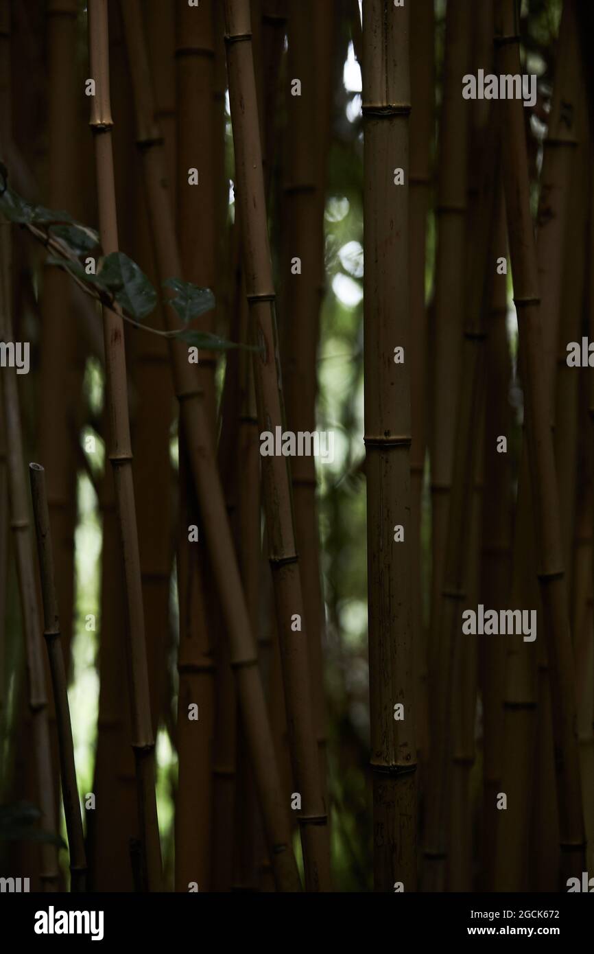 Young bamboo tree with pretty green color with soft blur for background ...