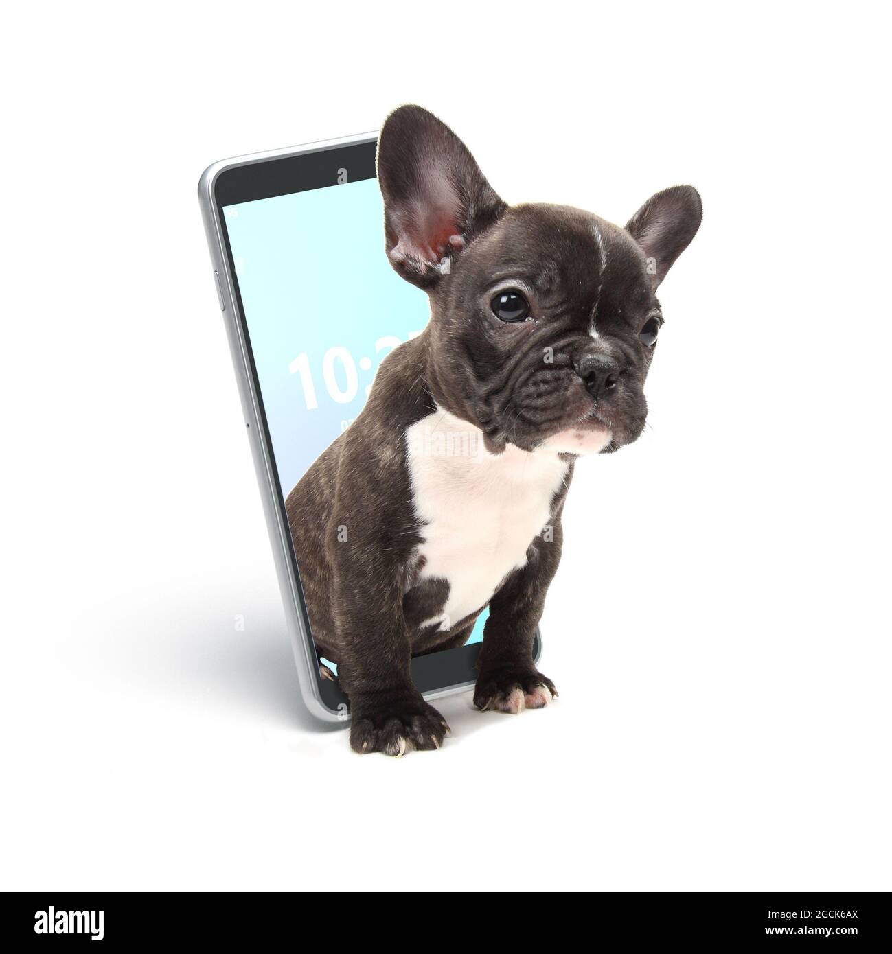 Buy a dog Cut Out Stock Images & Pictures - Alamy