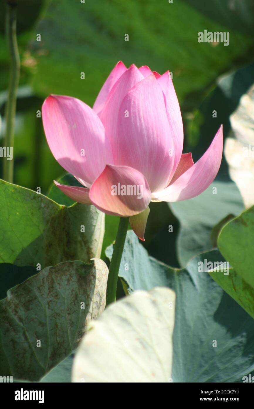 Vertical shot of blooming pink lotus flower - great for wallpaper Stock ...