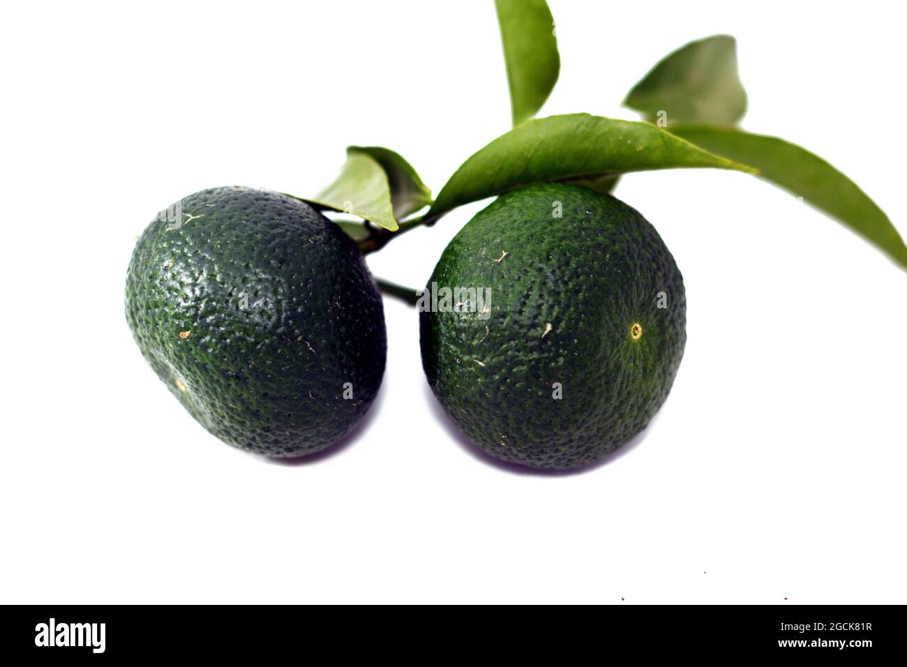 Tangerine tree green fruits Cut Out Stock Images & Pictures - Alamy