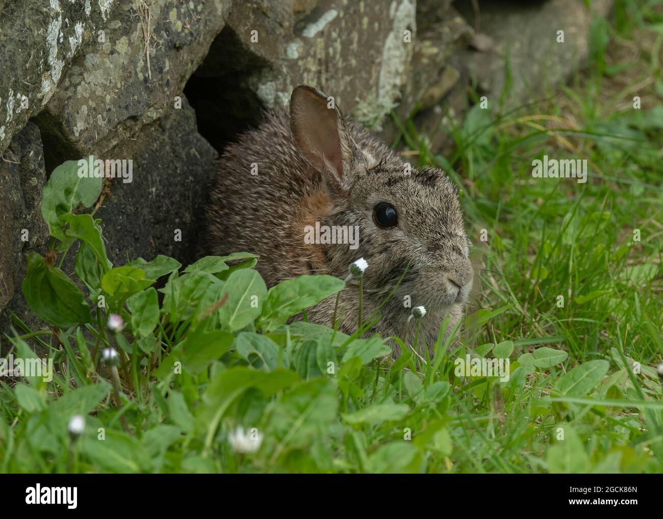 Rabbit (Oryctolagus cuniculus), resting against stone wall, Sumburgh ...