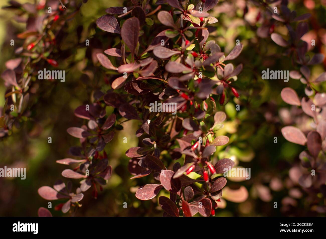High resolution forest texture hi-res stock photography and images - Alamy