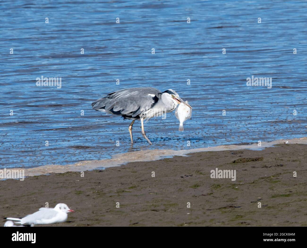 Bird eating large fish hi-res stock photography and images - Alamy