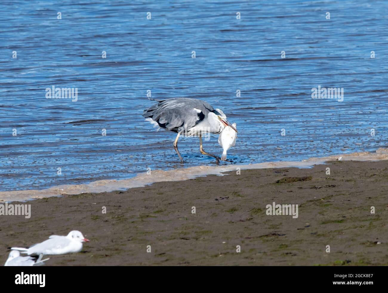 Grey Heron eating a fish (Ardea cinerea Stock Photo - Alamy