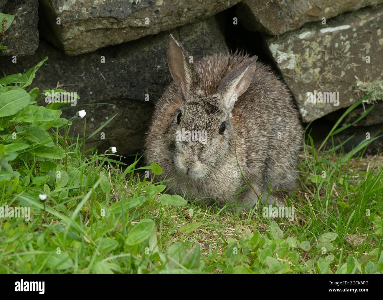 Rabbit (Oryctolagus cuniculus), resting against stone wall, Sumburgh ...